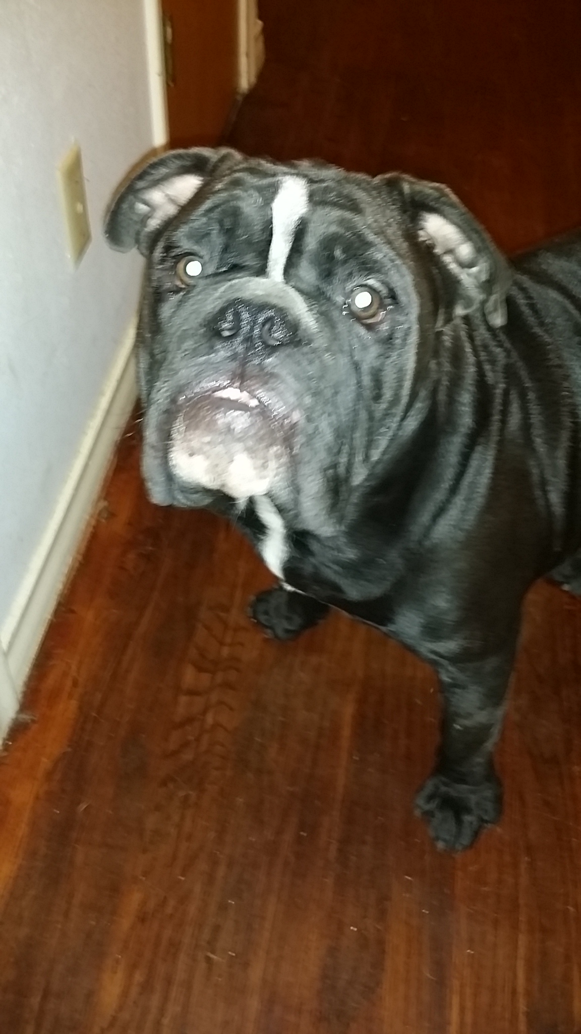 Chewing the Fat – Conversations with the Pack – Bulldoggy